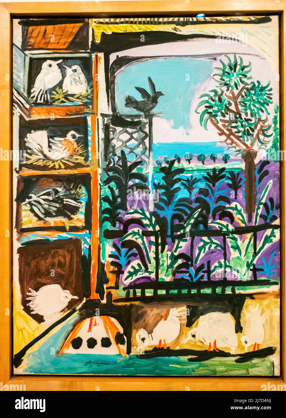 Les pigeons picasso Banque de photographies et d’images à haute ...
