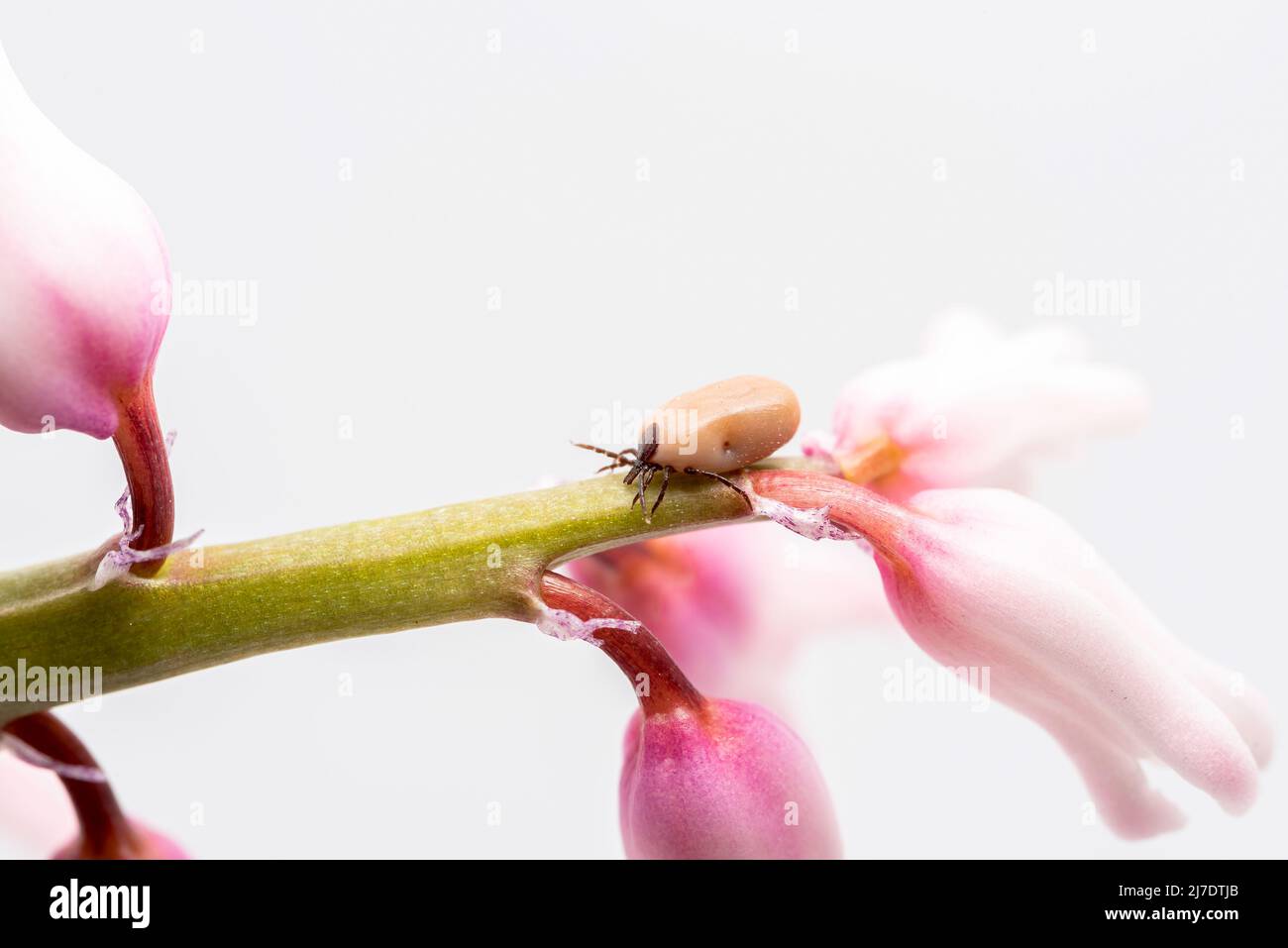 Insecte tique sur une fleur. Fleur de jacinthe isolée avec un insecte ...