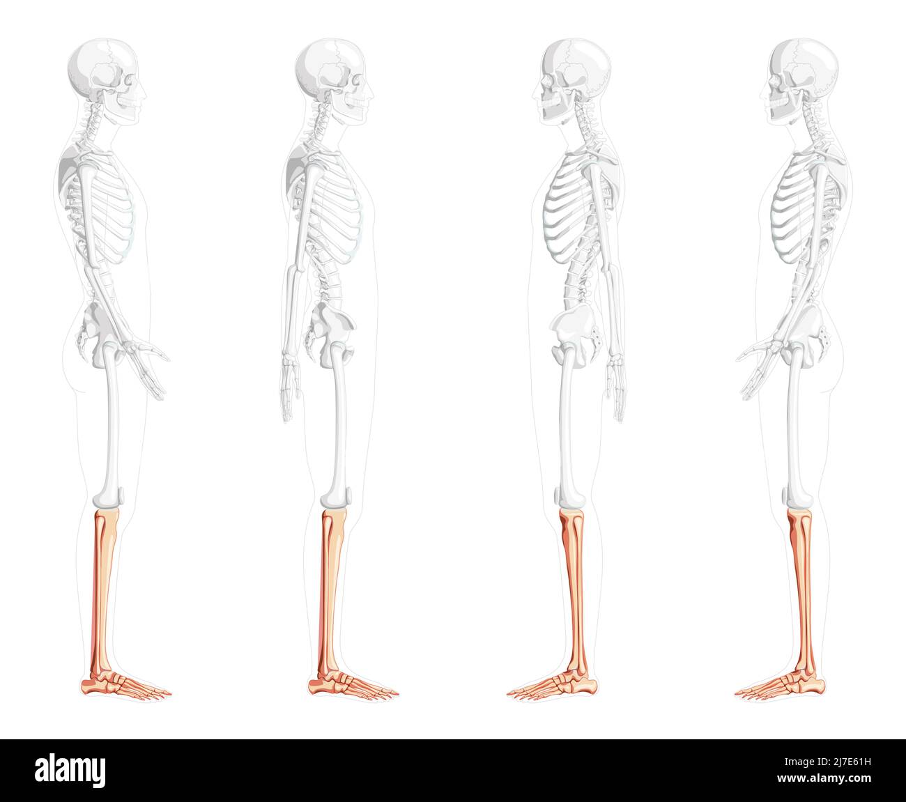 Squelette du tibia de la jambe, péroné, pied, vue latérale du côté ...