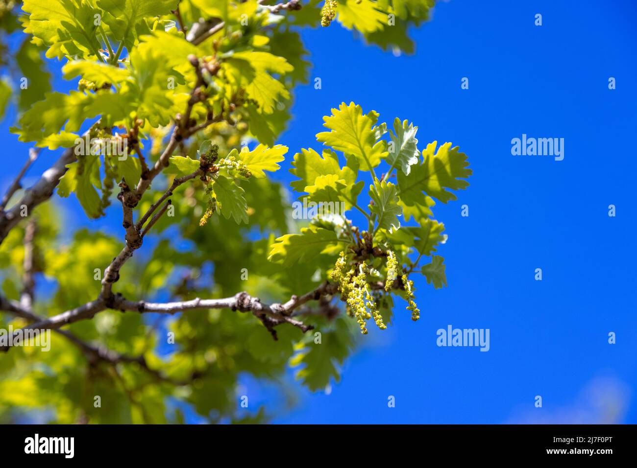 Quercus pubescens Banque de photographies et d’images à haute ...