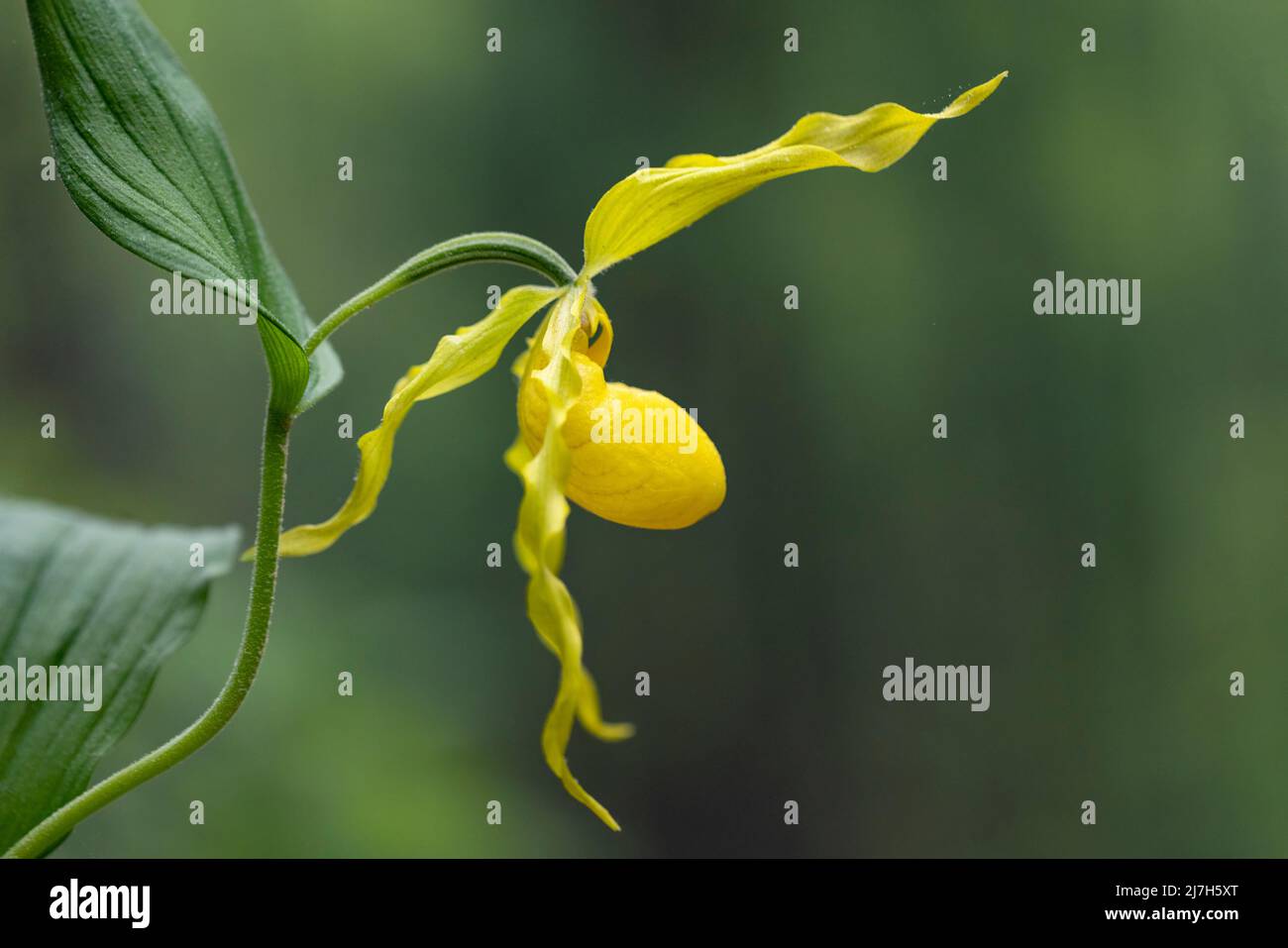 Cypripedium pubescens var pubescens Banque de photographies et d’images ...