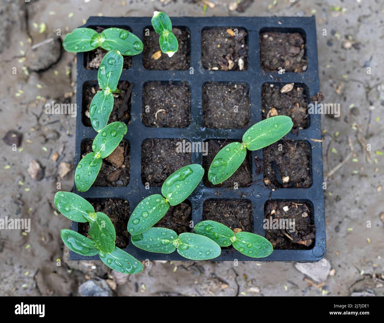 Plants de concombre de pépinière Banque de photographies et d’images à ...