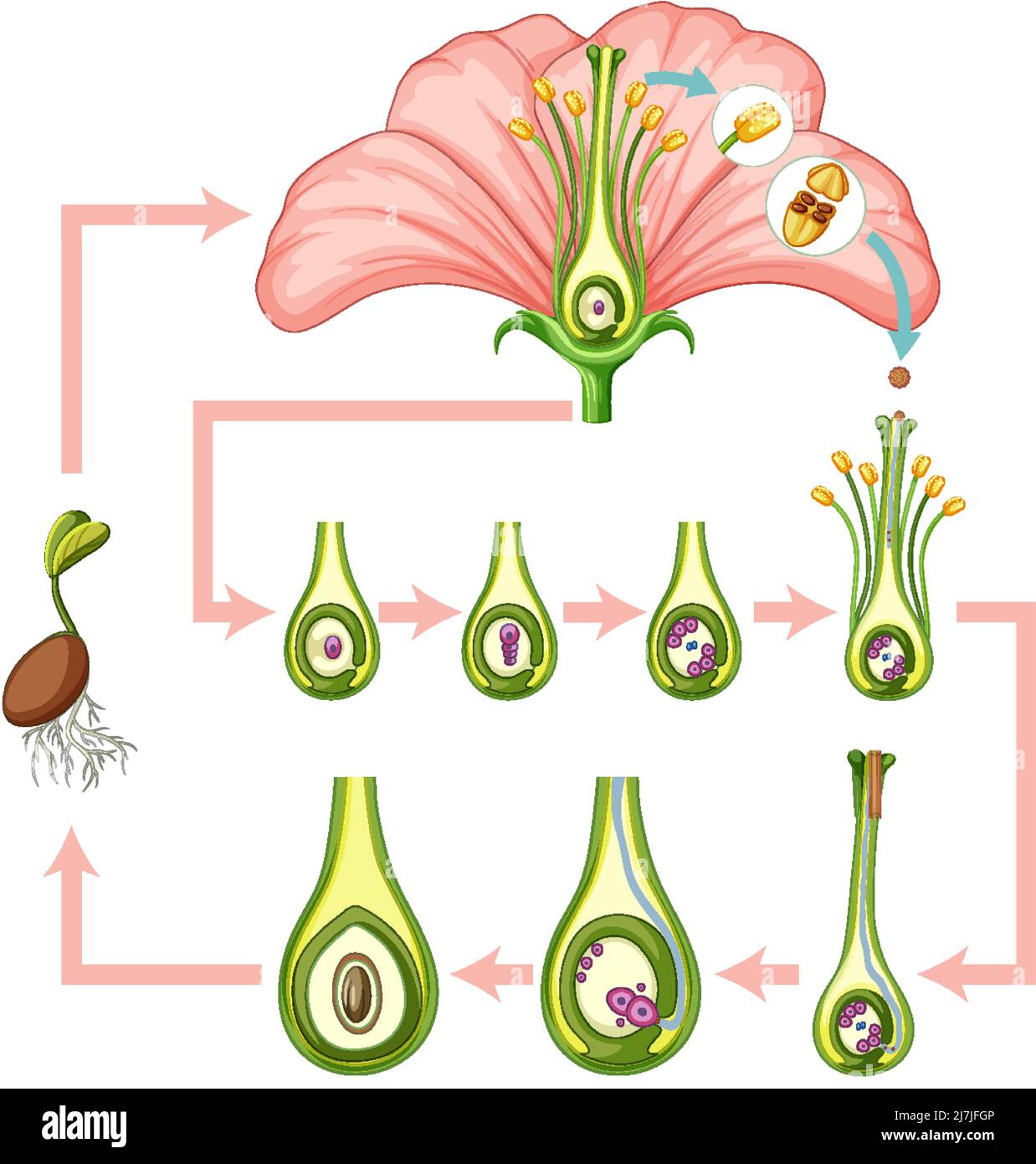 Fertilisation naturelle Banque d'images vectorielles - Alamy