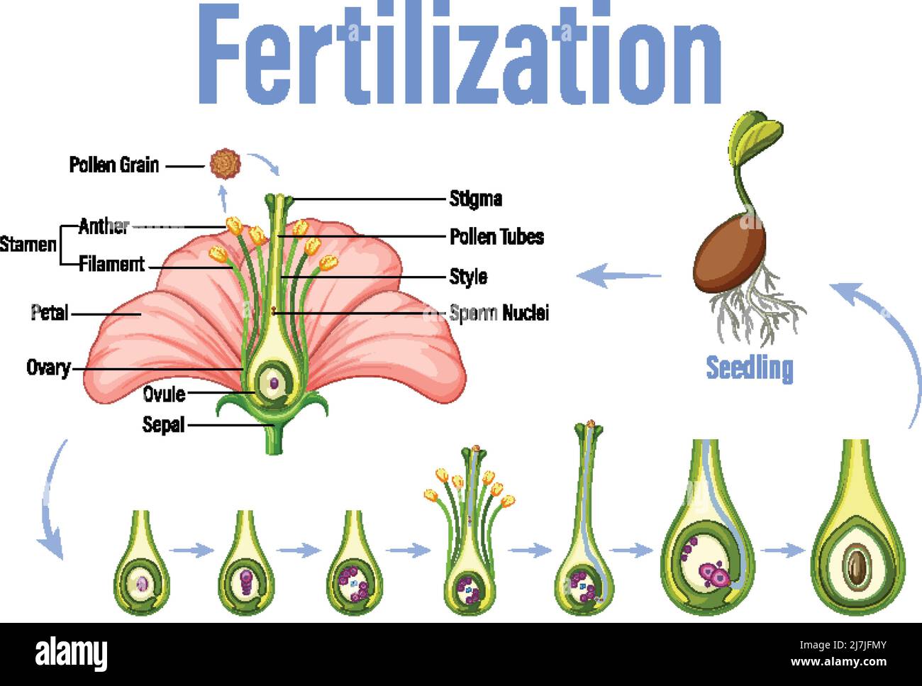 Schéma illustrant la fertilisation dans l'illustration de fleurs Image ...