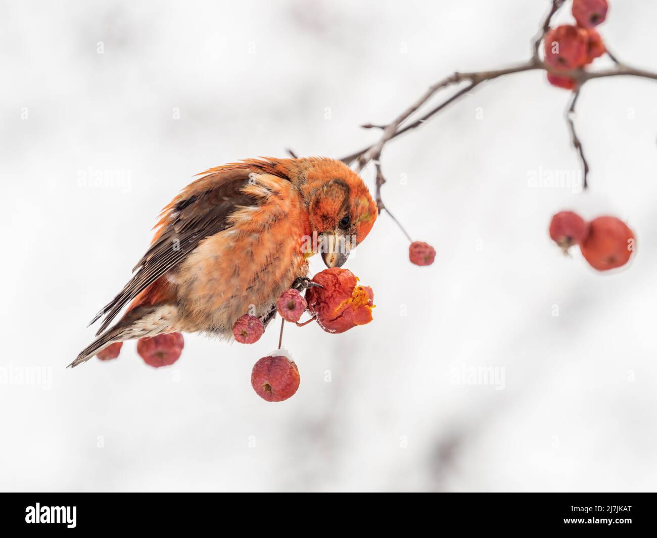 Le mâle de Red Crossbill assis sur la branche de l'arbre et mange des ...