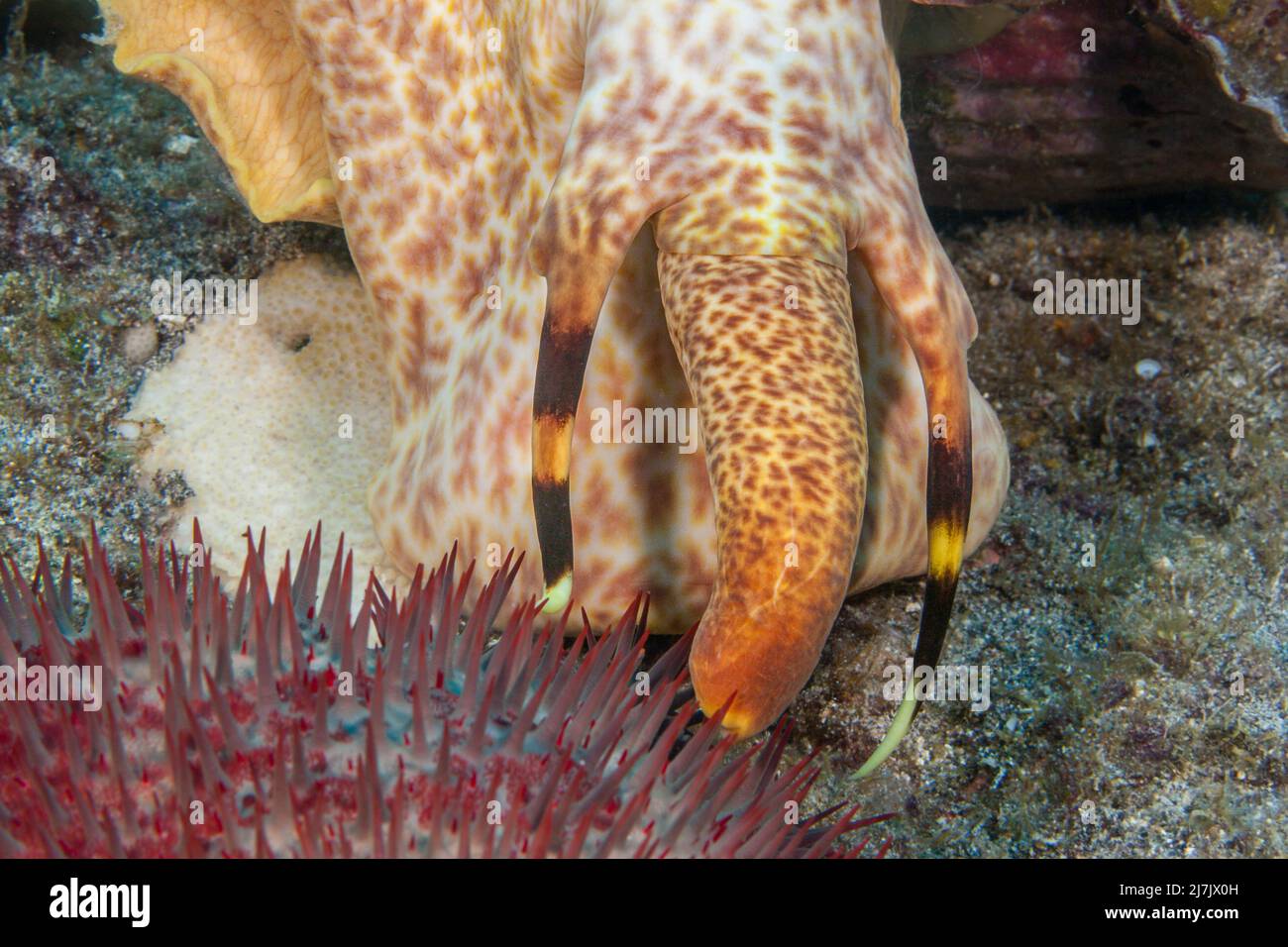 Une trompette triton, Charonia tritonis, attaque une cime d'épines ...