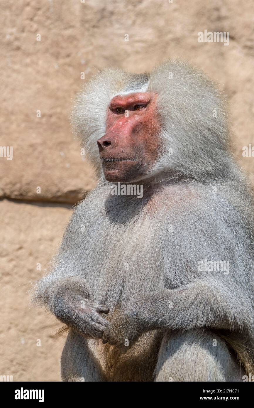 Singes du vieux monde cercopithecidae Banque de photographies et d ...
