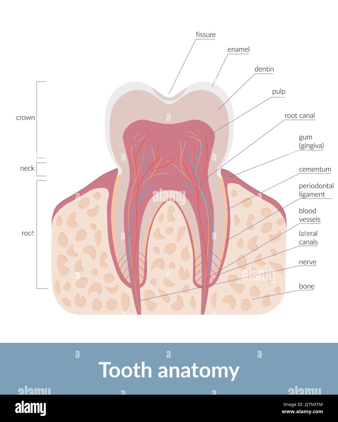 Anatomie des dents. Schéma détaillé des structures dentaires, y compris l'émail, la dentine, les ...