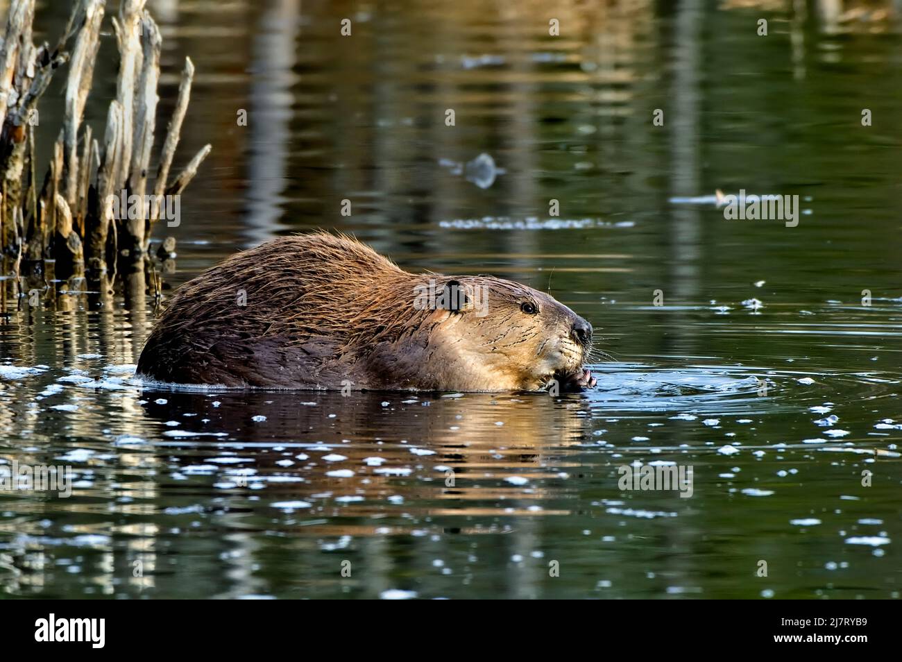 Un castor adulte (Castor canadensis), qui se nourrit de plantes d'eau ...