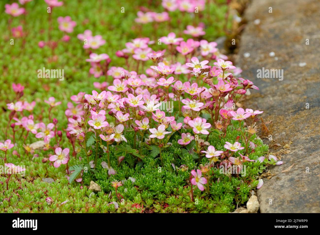 Saxifraga moschata Banque de photographies et d’images à haute ...