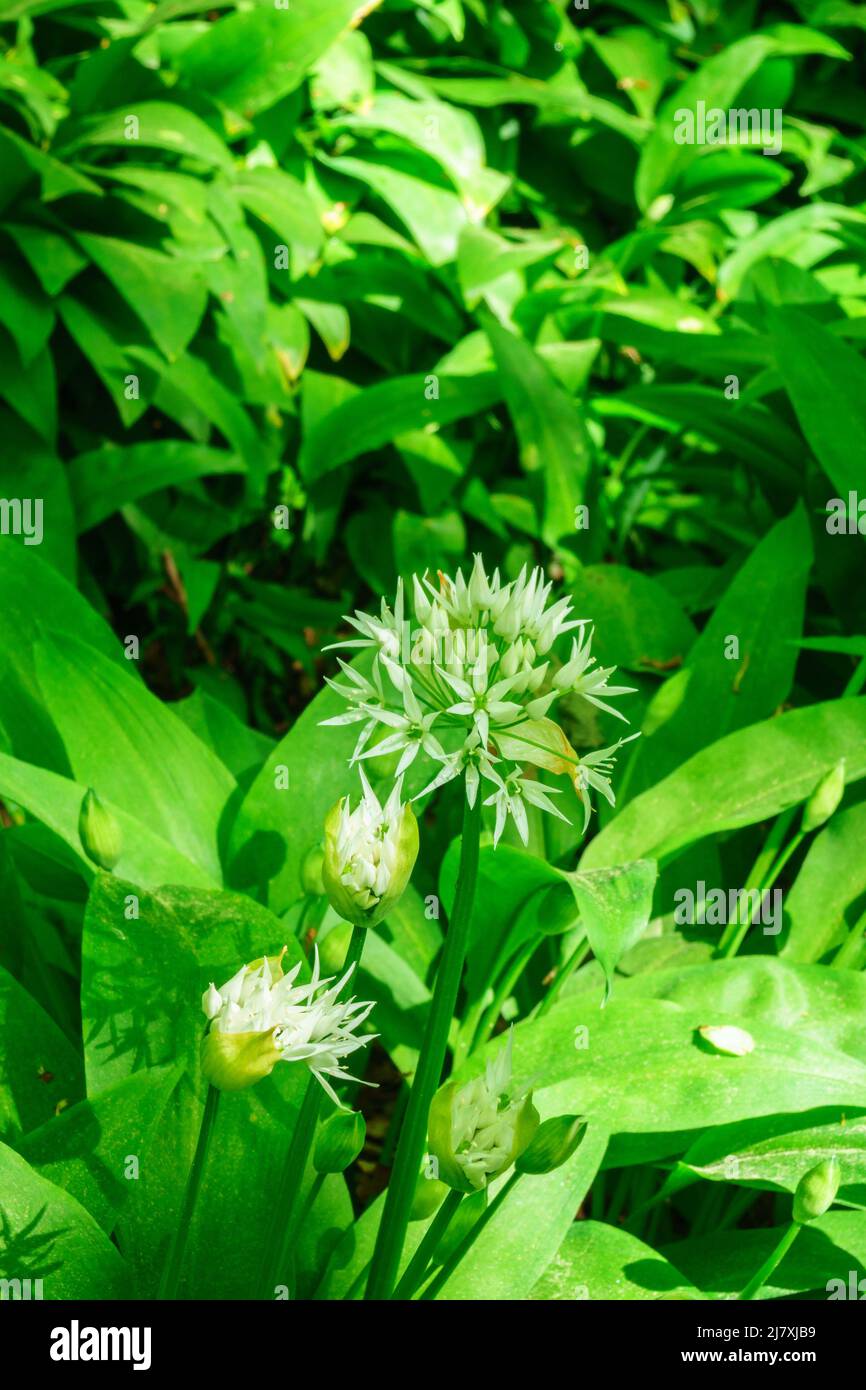 Boutons de fleurs d'ail sauvage Banque de photographies et d’images à ...