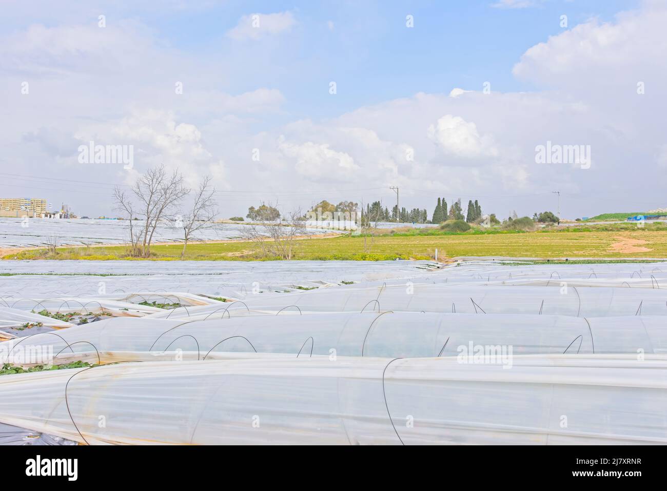 Les fraises poussent sur le terrain en rangées. Champ de fraises un ...