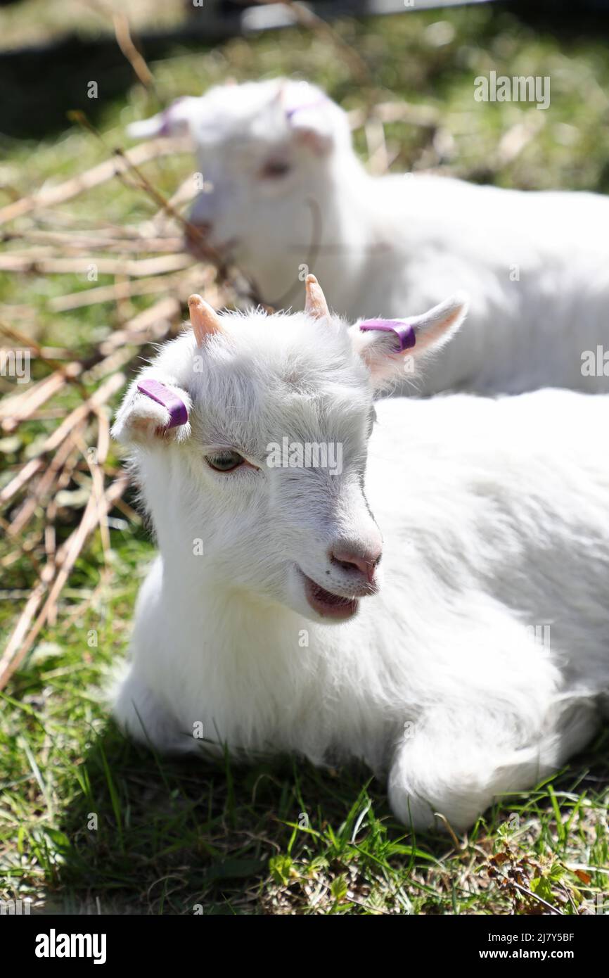 Lappgetter (en anglais: Chèvre) est une race de chèvre gravement ...