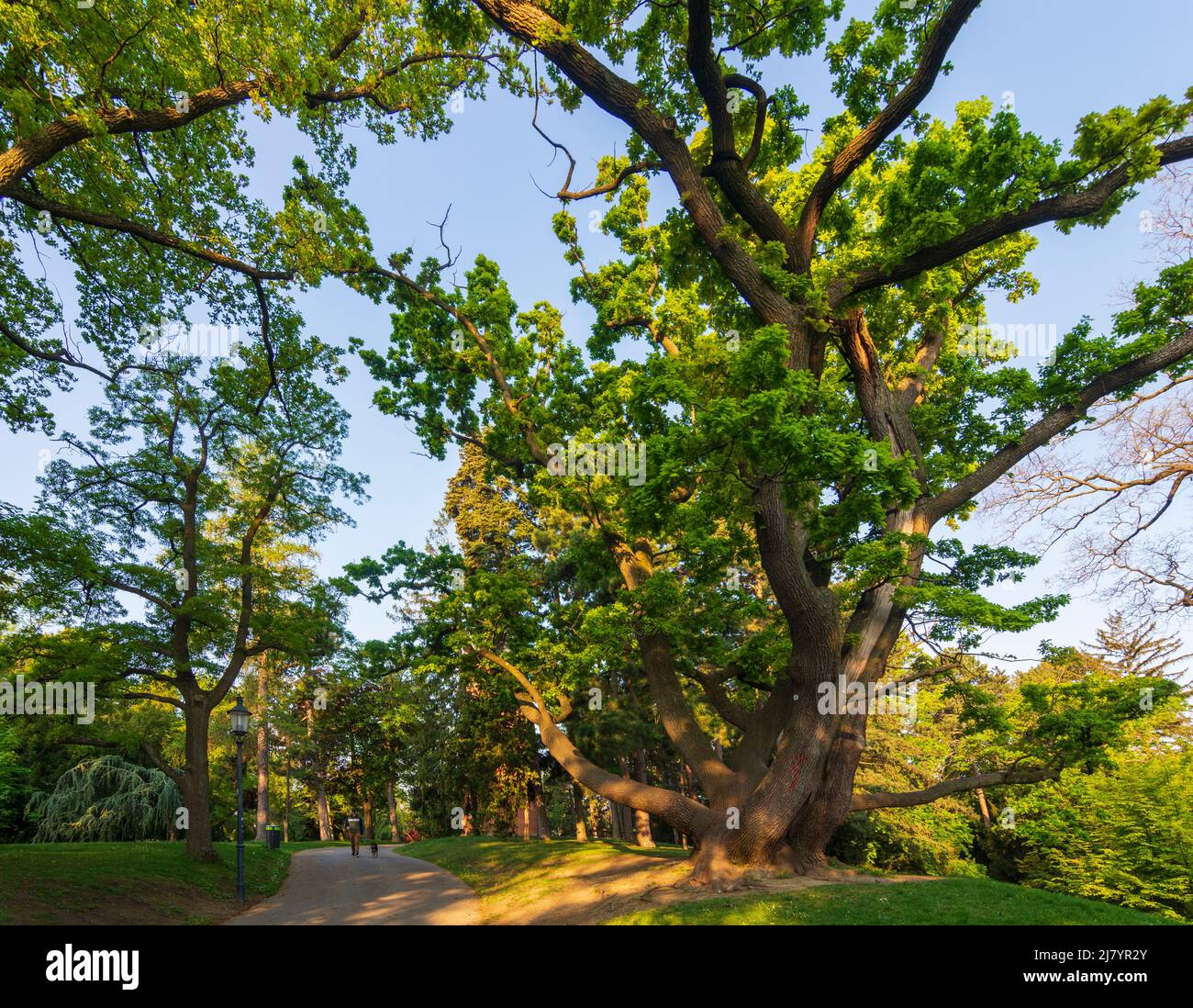 Wien, Vienne: parc Türkenschanzpark, grand chêne ancien, chêne ...