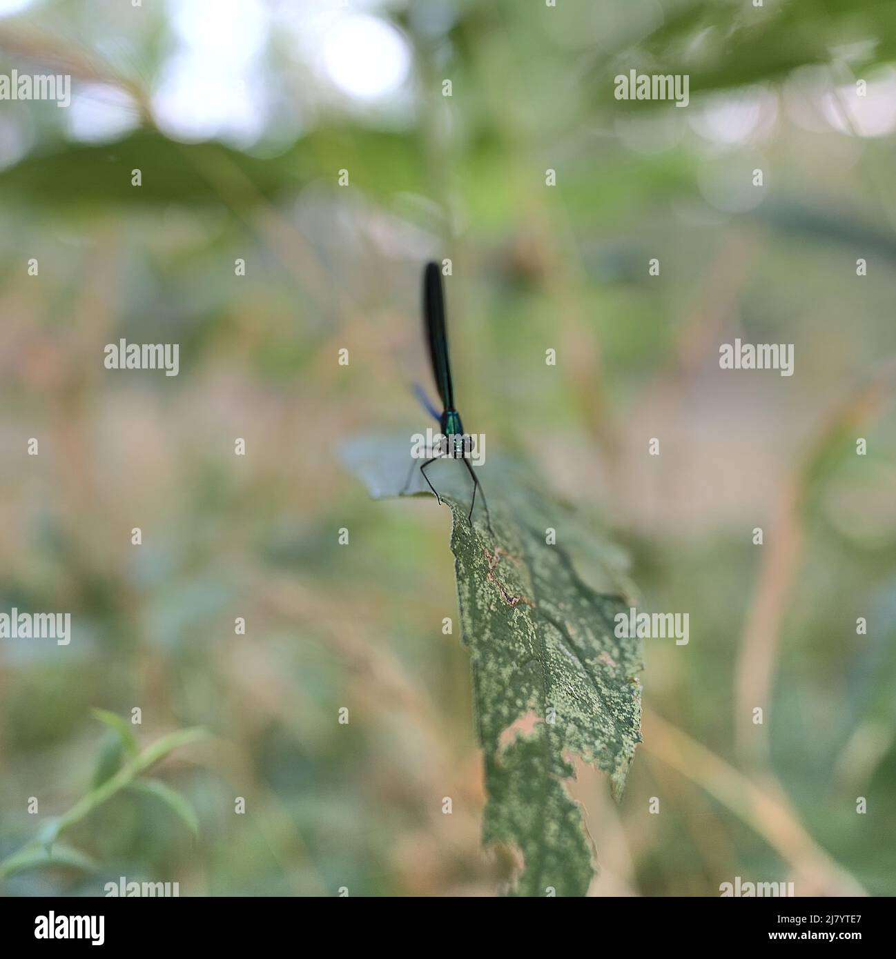 Gros insecte volant Banque de photographies et d’images à haute ...
