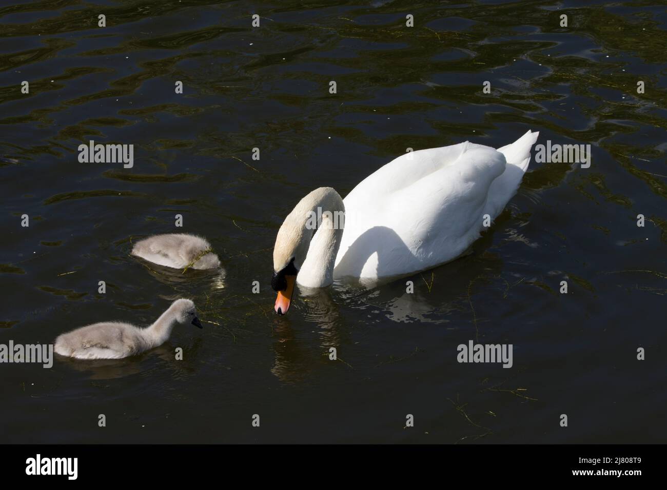 Swan river stort harlow Banque de photographies et d’images à haute résolution - Alamy