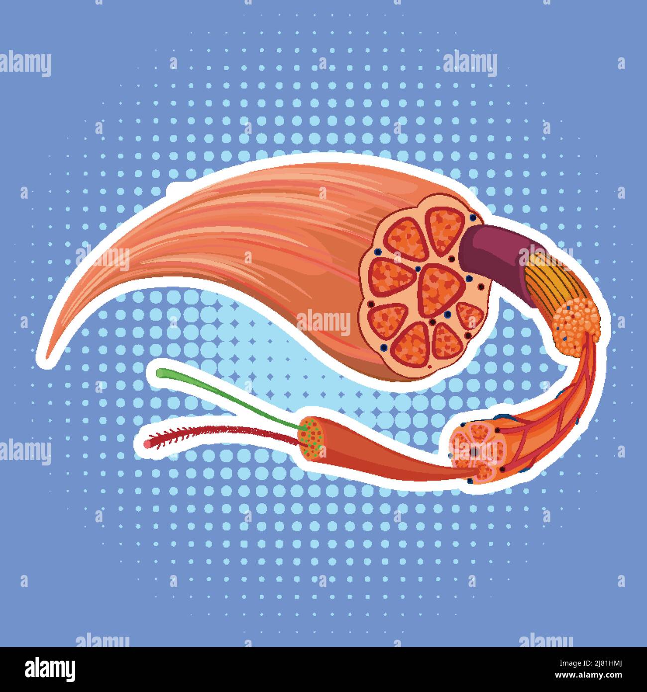 Illustration de la structure anatomique du muscle humain Image ...