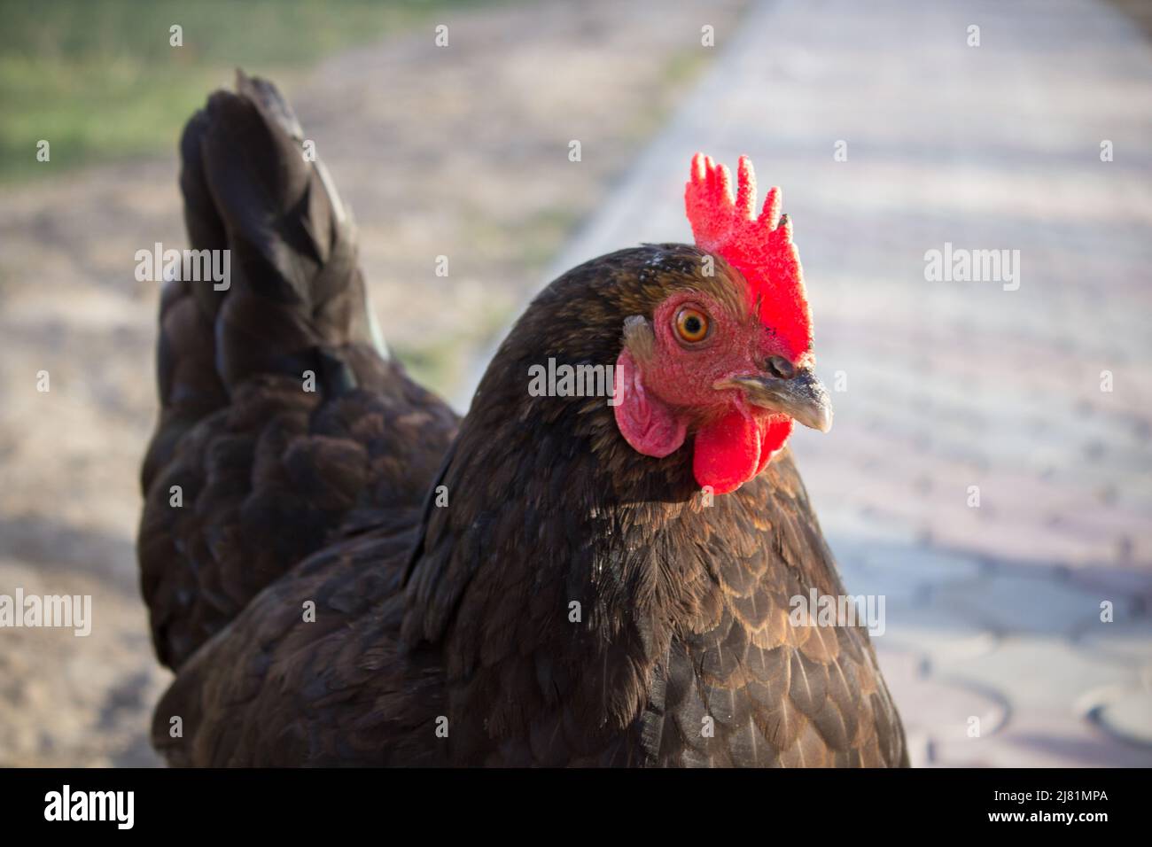 Poule noir Banque de photographies et d’images à haute résolution - Alamy