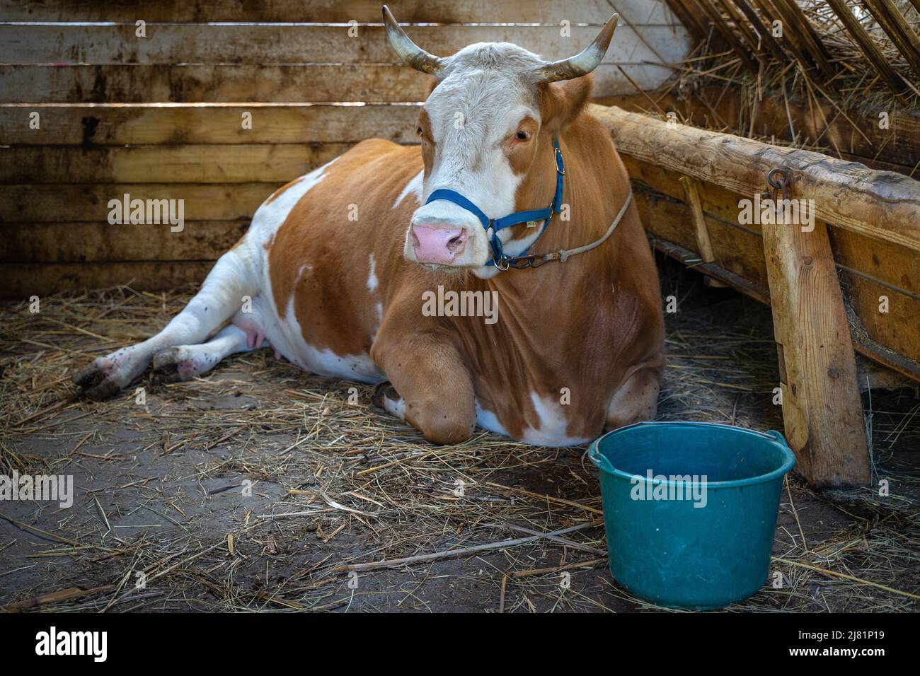 Cute cow Banque de photographies et d’images à haute résolution - Alamy