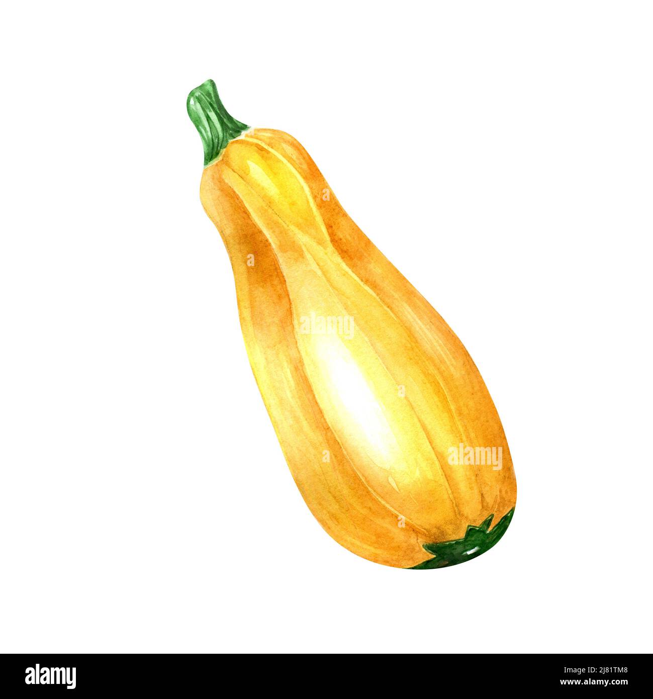 Illustration d'aquarelle de courgettes jaunes sur fond blanc. Légumes ...