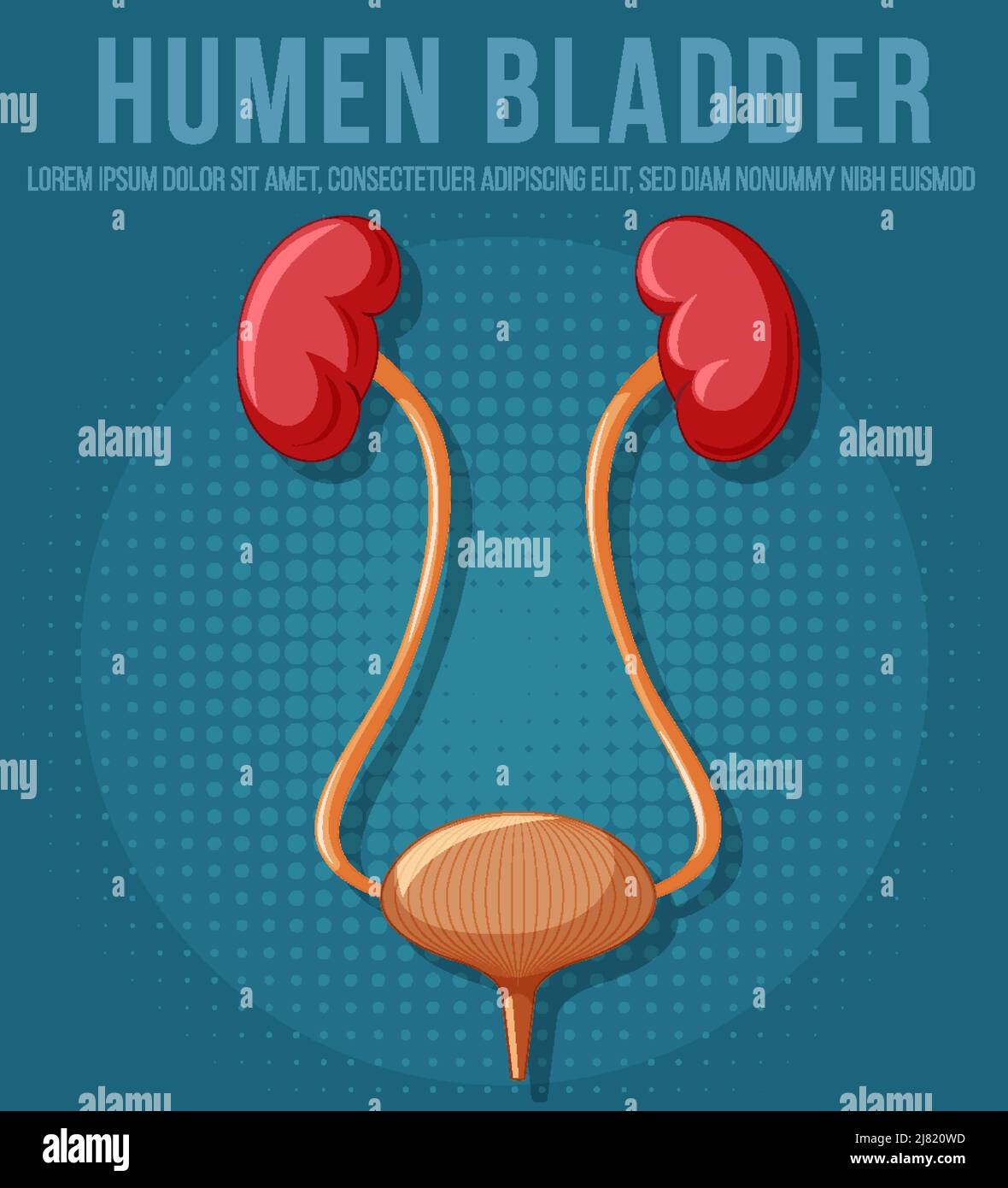 Illustration de l'organe interne humain avec reins et vessie Image ...