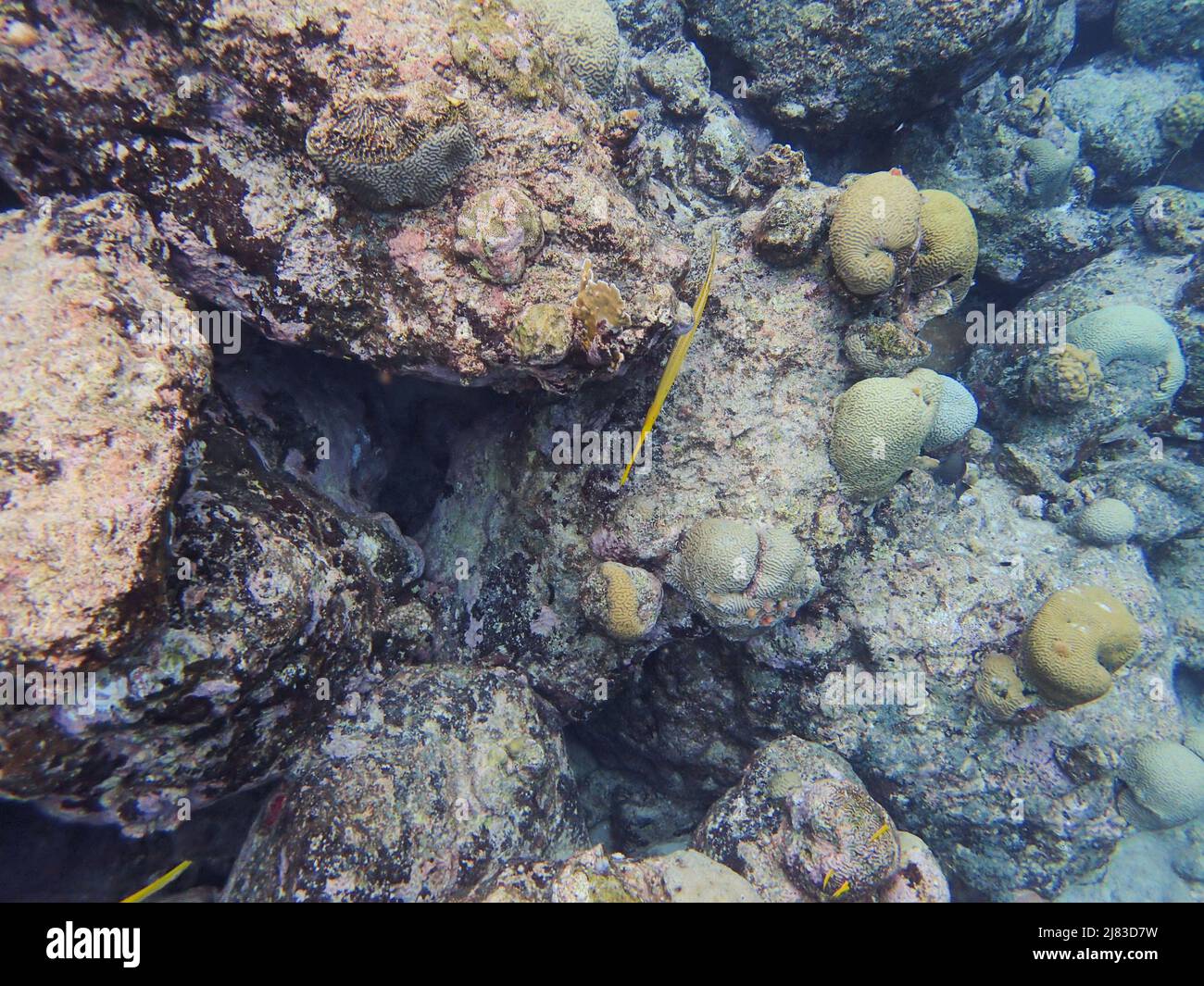 Poisson trompette sous l'eau Banque de photographies et d’images à ...
