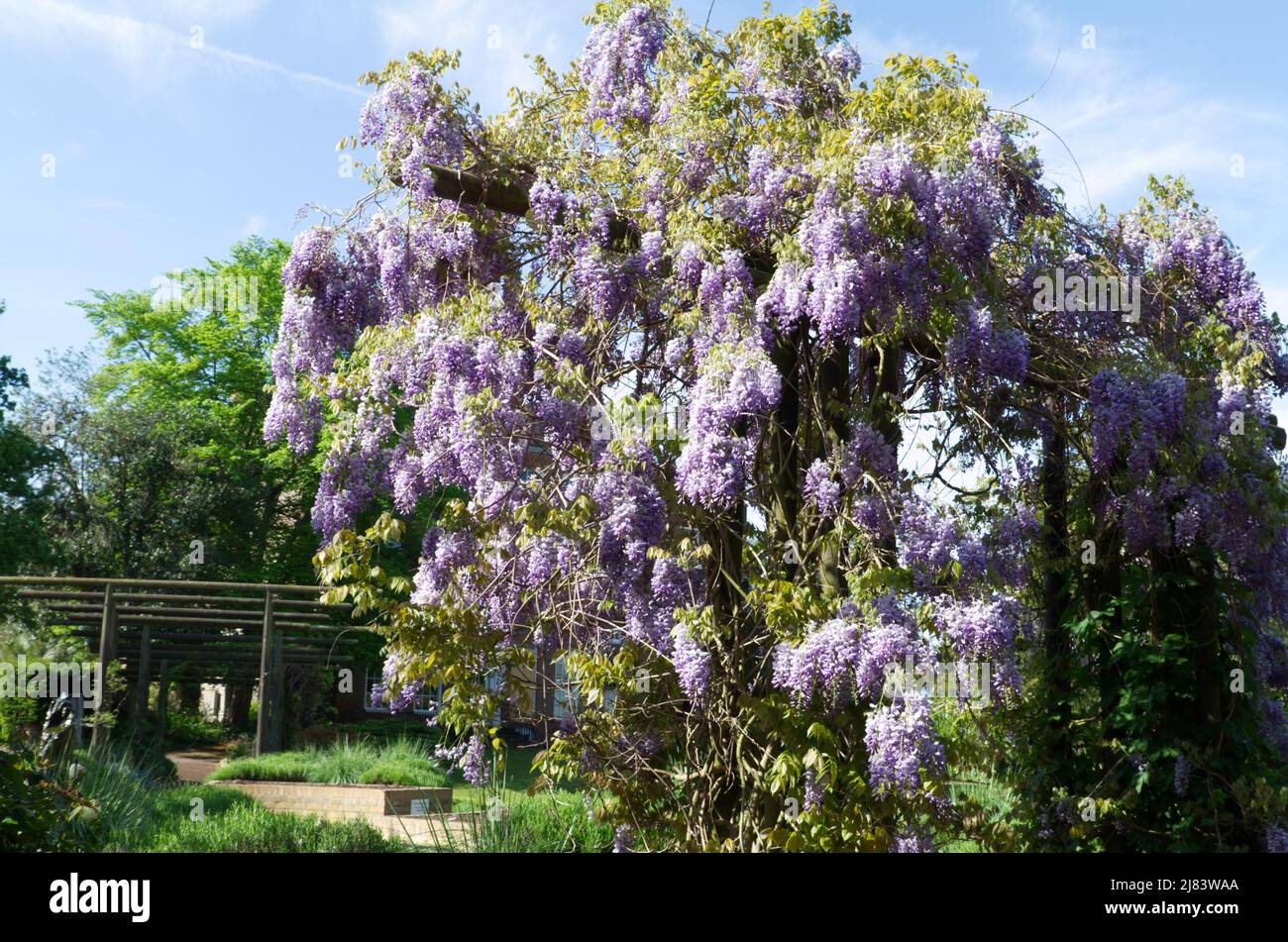 Le jardin sensoriel dans le parc du château, Colchester, avec la ...