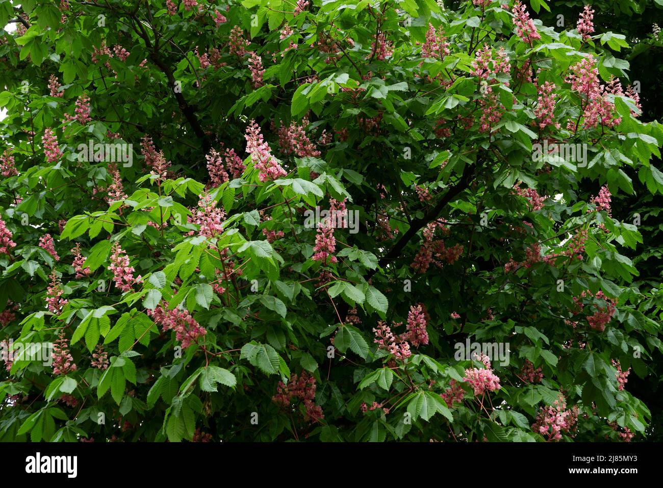 Feuillage de marronnier rouge aesculus x carnea Banque de photographies ...