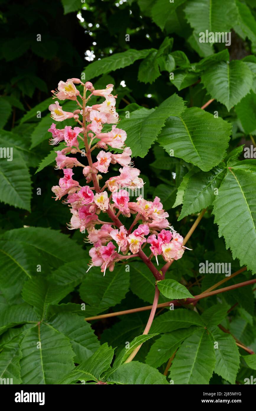 Feuillage de marronnier rouge aesculus x carnea Banque de photographies ...