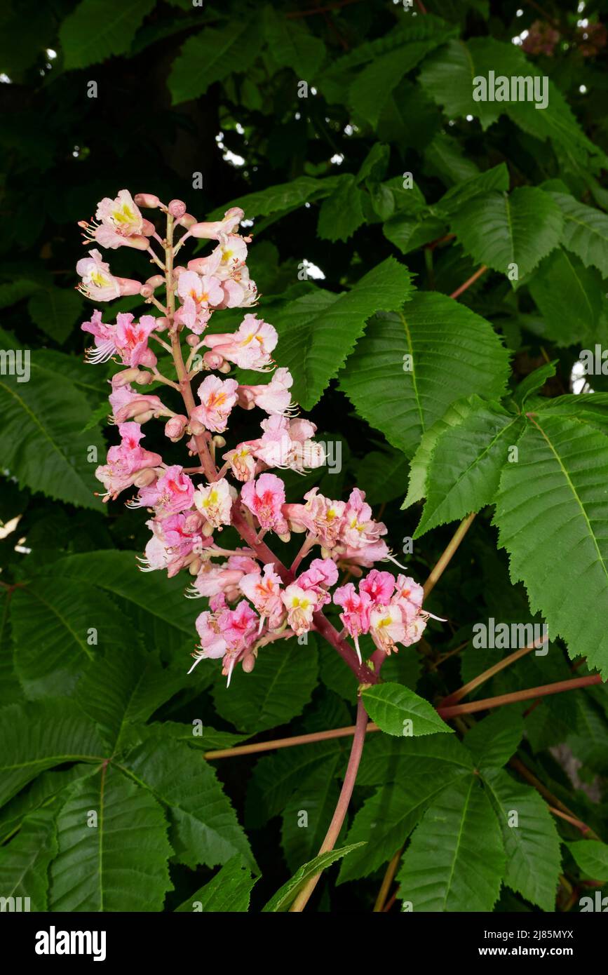 Feuillage de marronnier rouge aesculus x carnea Banque de photographies ...