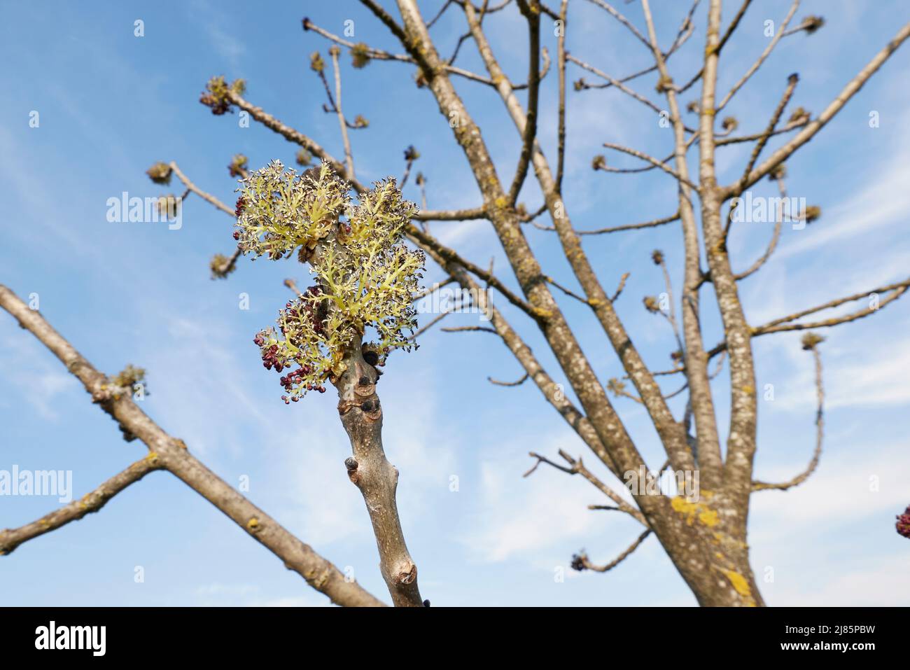Fraxinus excelsior ash tree buds Banque de photographies et d’images à ...