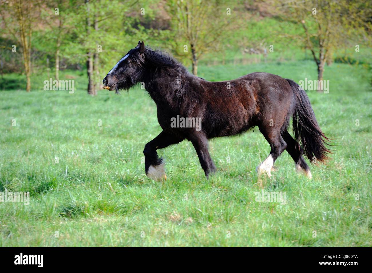 Irish cob Banque de photographies et d’images à haute résolution - Alamy
