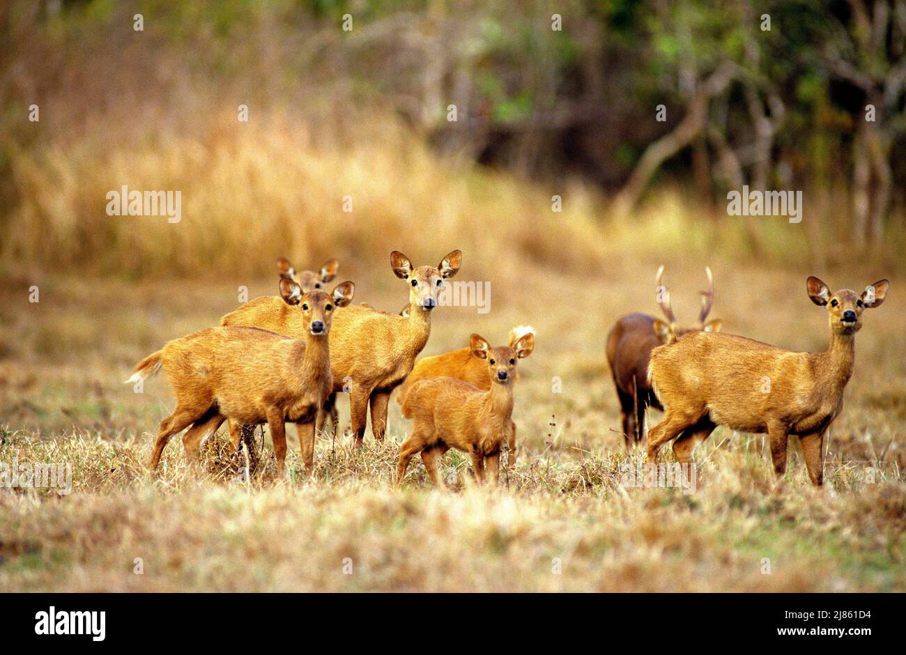Faune philippine Banque de photographies et d’images à haute résolution ...