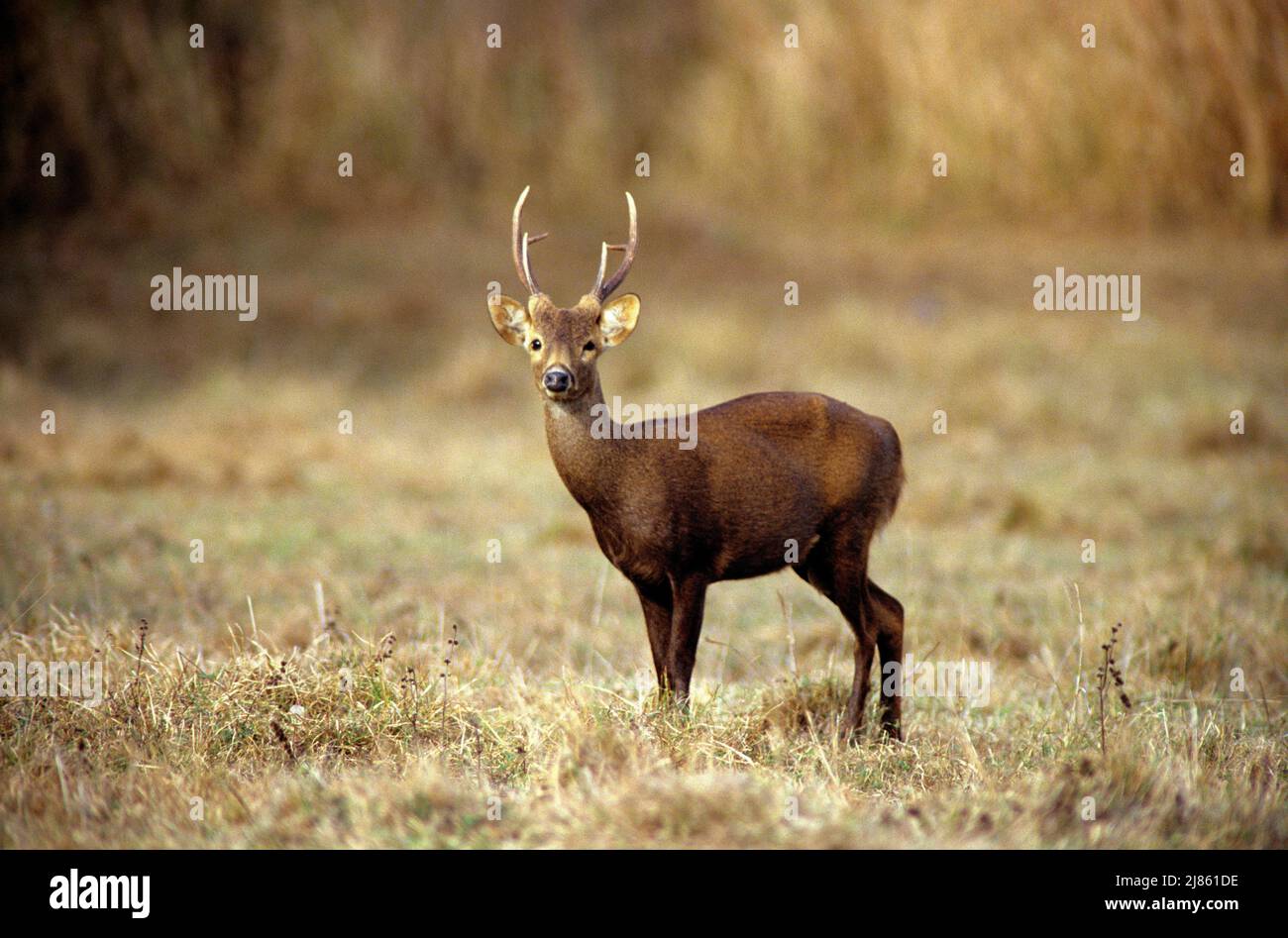 Faune philippine Banque de photographies et d’images à haute résolution ...