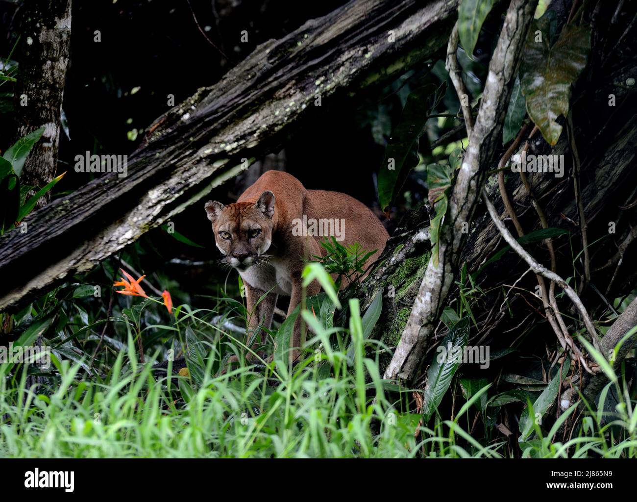 Puma concolor captif Banque de photographies et d’images à haute ...