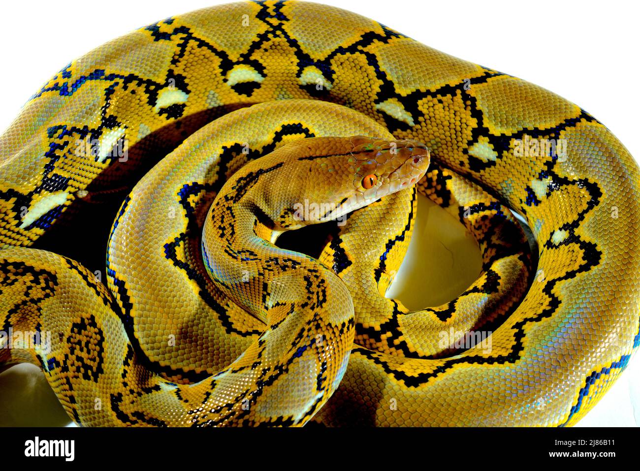 Python réticulé nain (Malayopython reticulatus saputrai) sur fond blanc ...