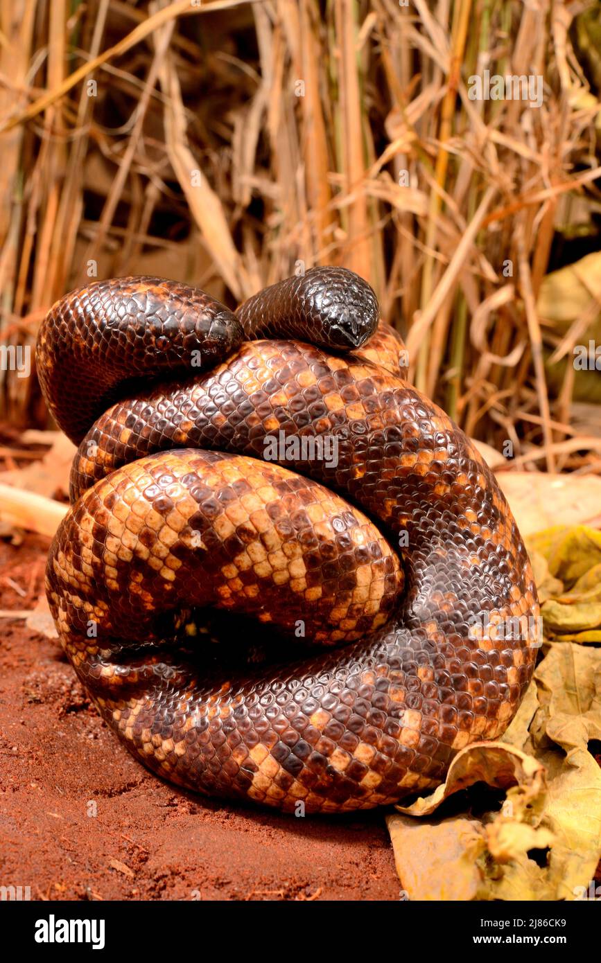 Calabaria reinhardtii Banque d'image et photos - Alamy