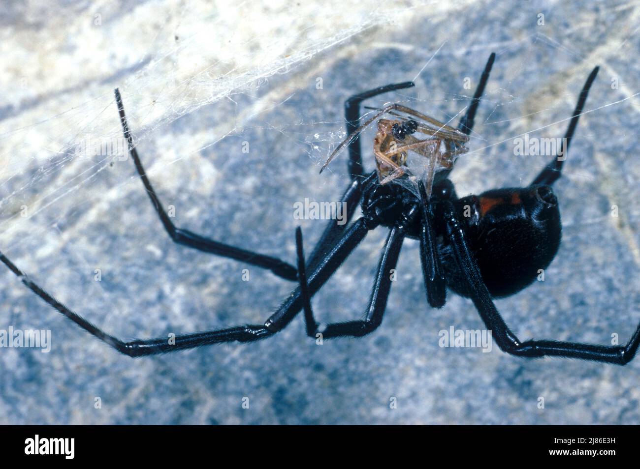 Black widow spider female latrodectus Banque de photographies et d ...