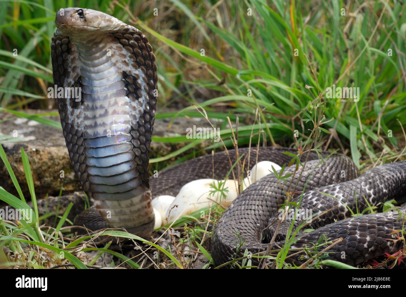 Cobra inde Banque de photographies et d’images à haute résolution - Alamy