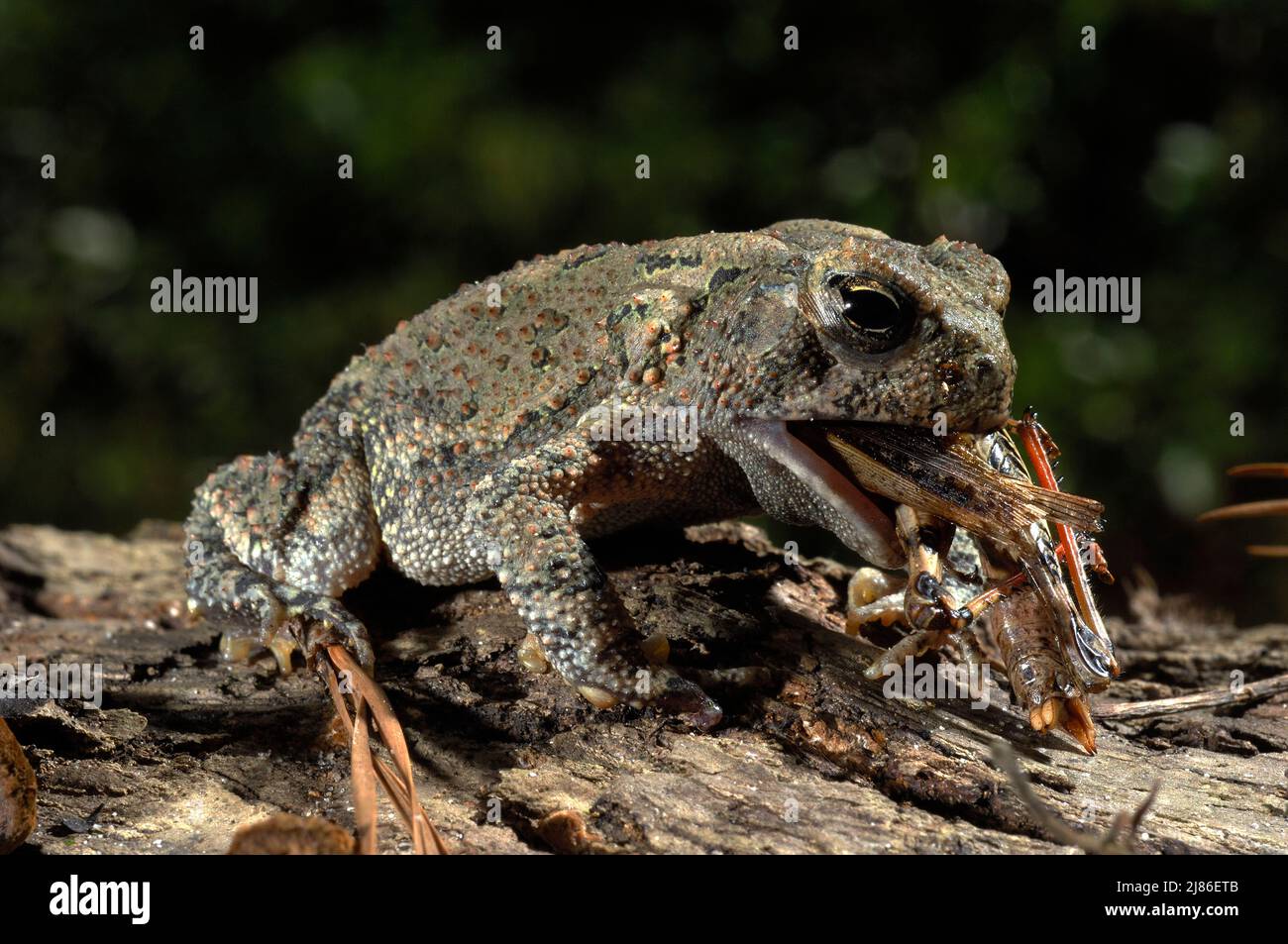 Manger un crapaud Banque de photographies et d’images à haute ...