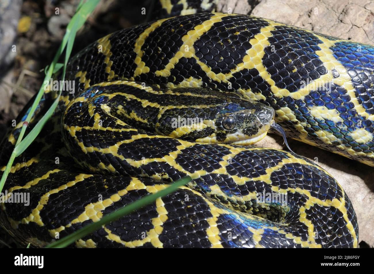 Yellow anaconda Banque de photographies et d’images à haute résolution ...