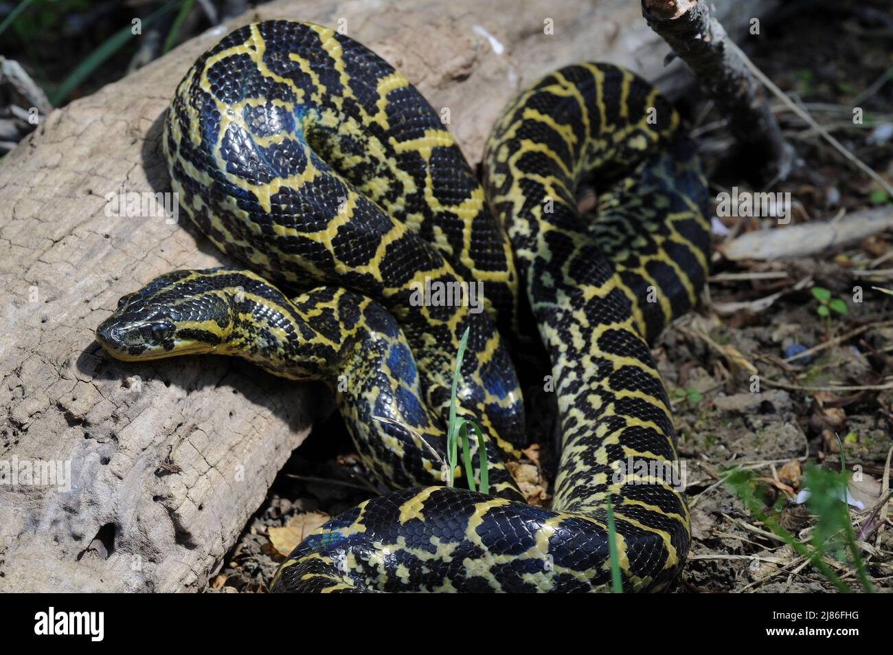 Anaconda jaune ou anaconda paraguayen eunectes notaeus Banque de ...