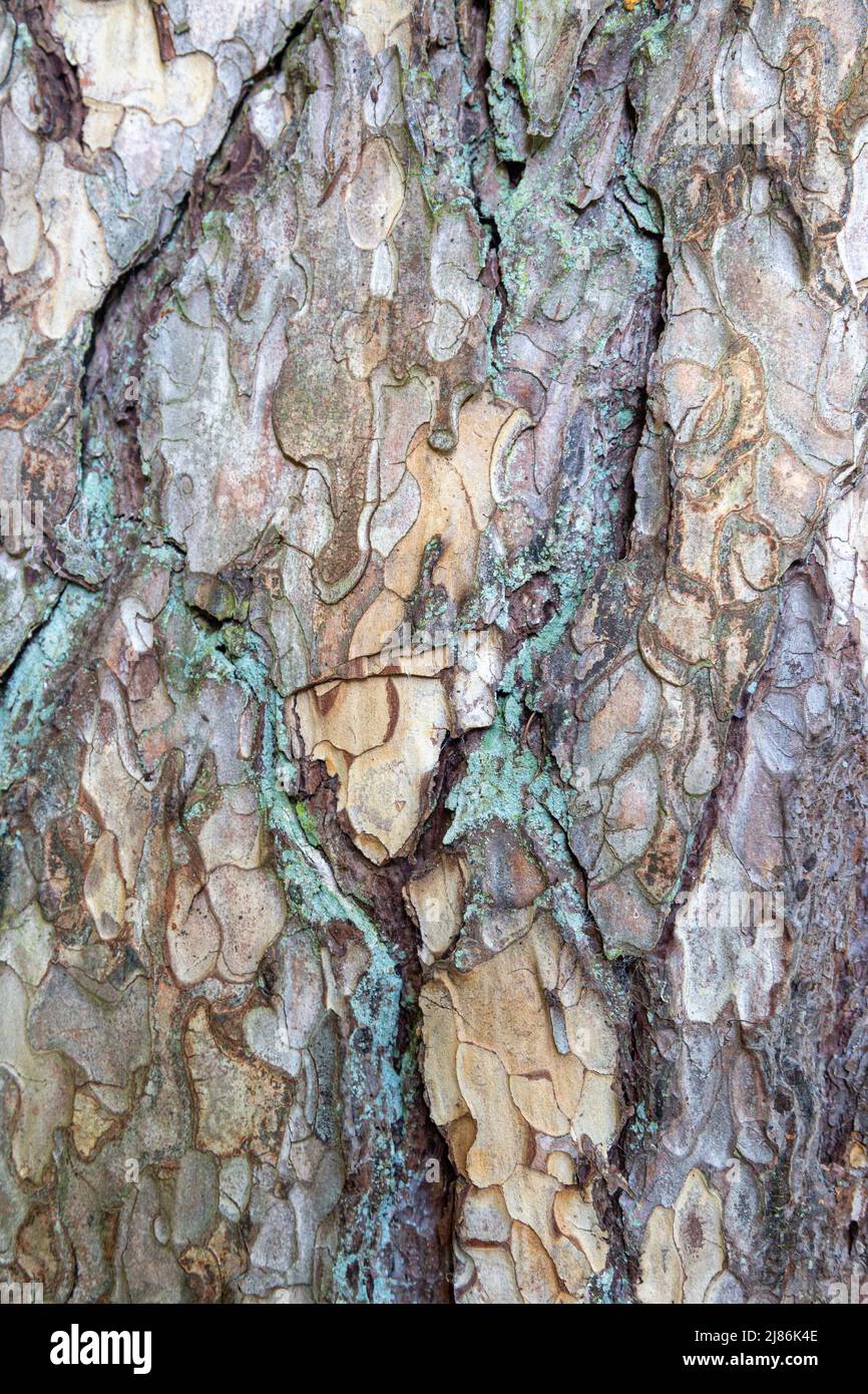 Pinus nigra subsp laricio Banque de photographies et d’images à haute ...