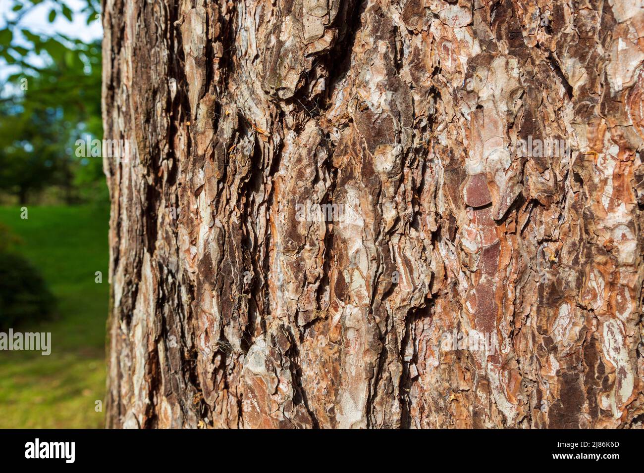 Pinus nigra subsp nigra Banque de photographies et d’images à haute ...