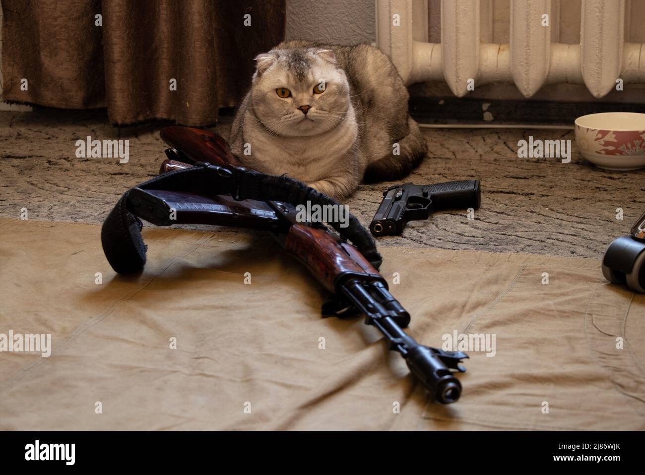 Un chat domestique est assis près d'une mitrailleuse militaire et d'un ...