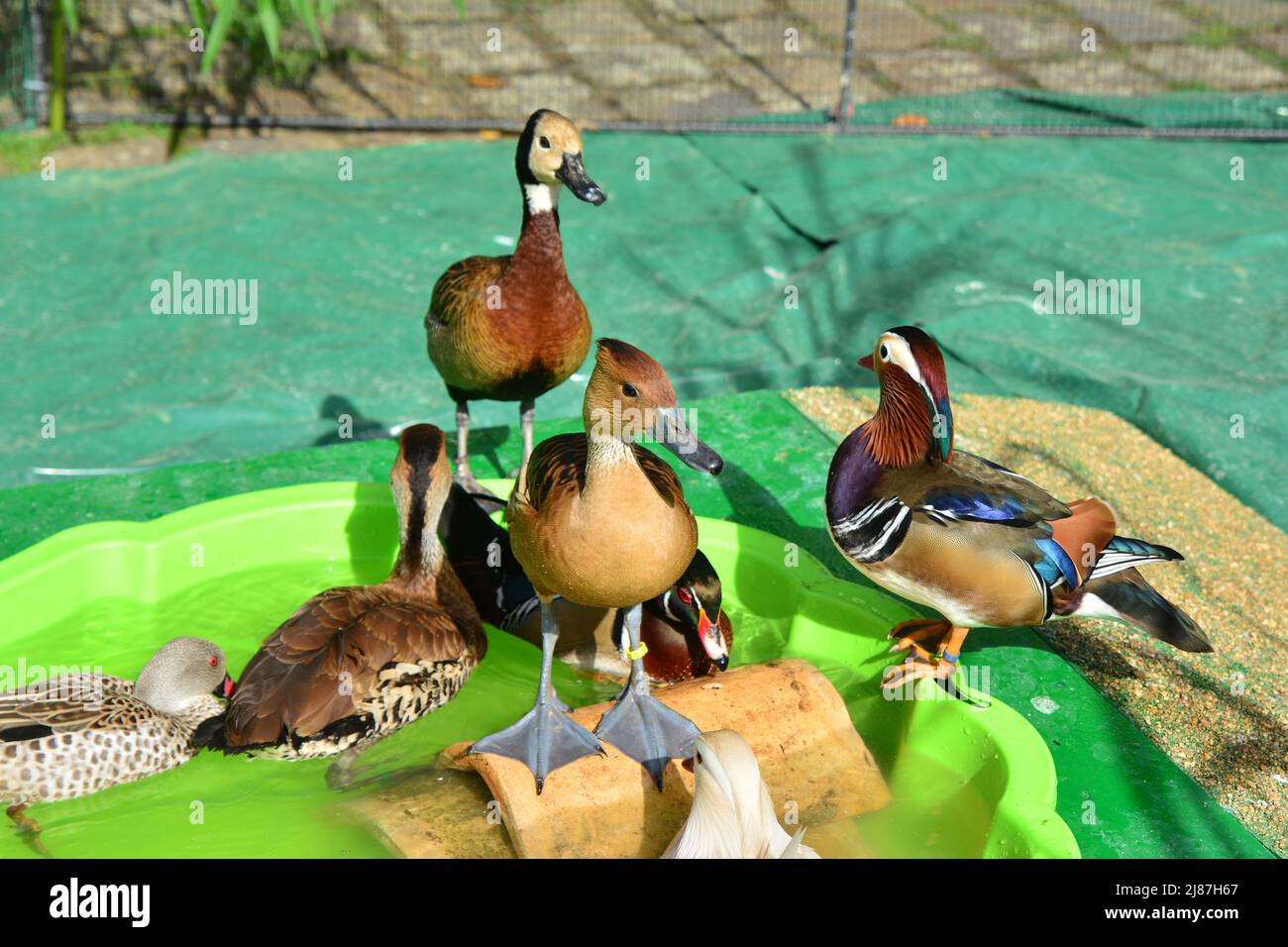 Différents types de canards dans le cimetière diversité Photo Stock - Alamy