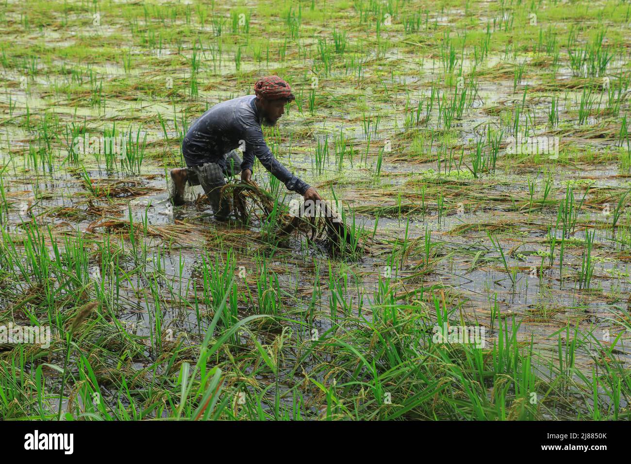 Inondation au bangladesh 2022 Banque de photographies et d’images à ...
