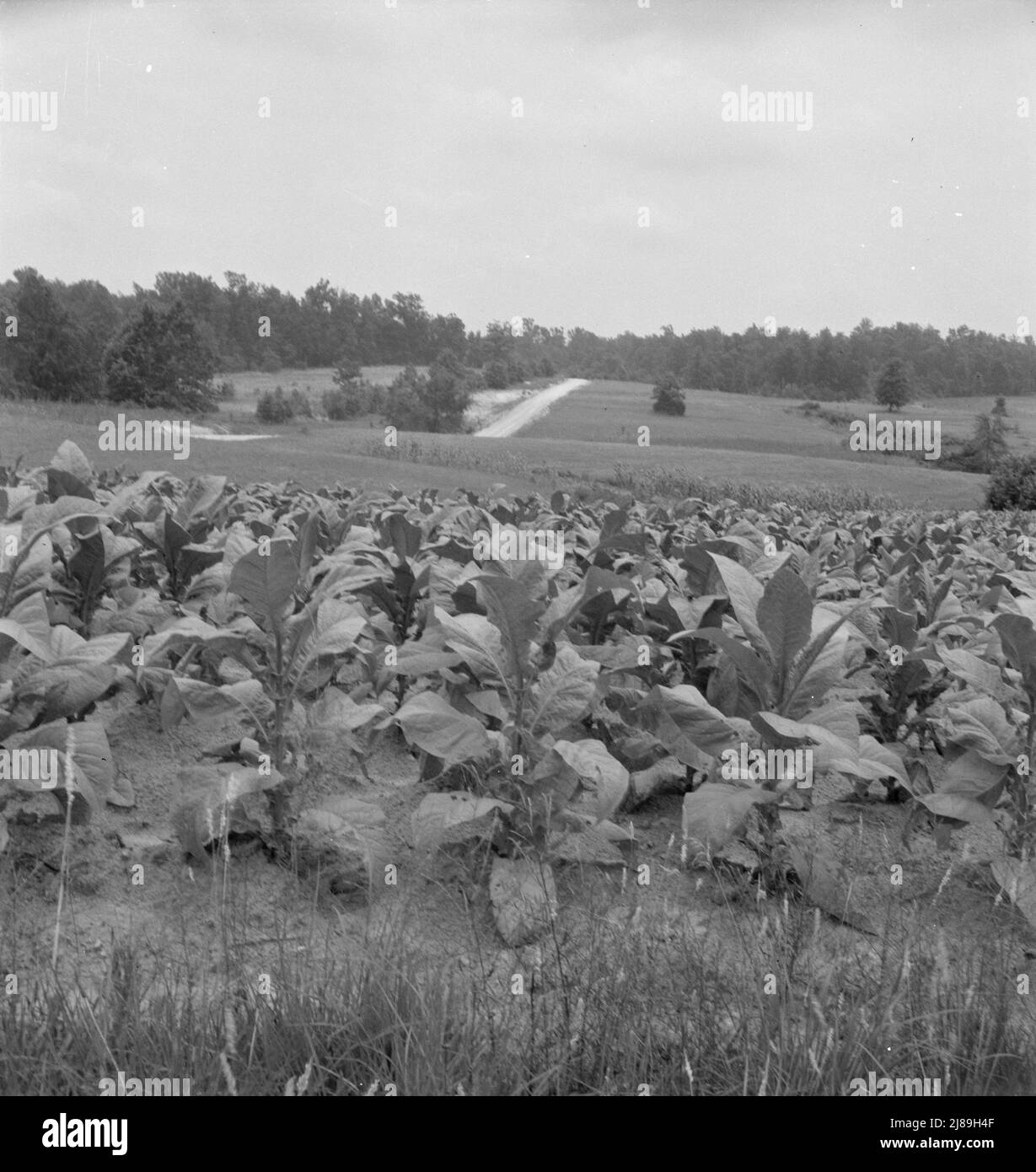 Champ de plants de tabac Banque d'images noir et blanc - Alamy
