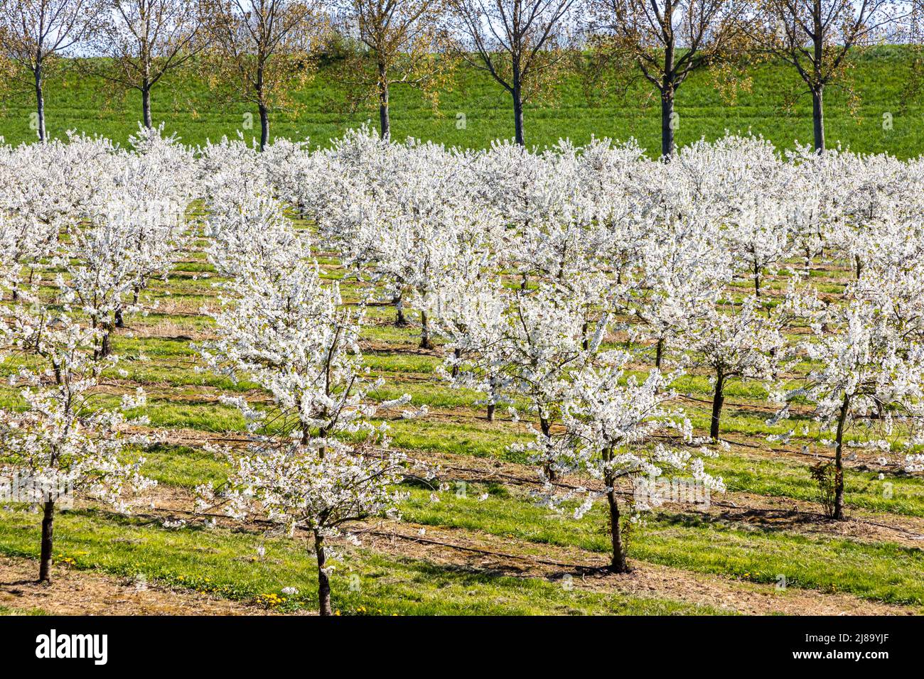 Arbres fruitiers couverts de fleurs blanches sur une ferme, arbres à ...