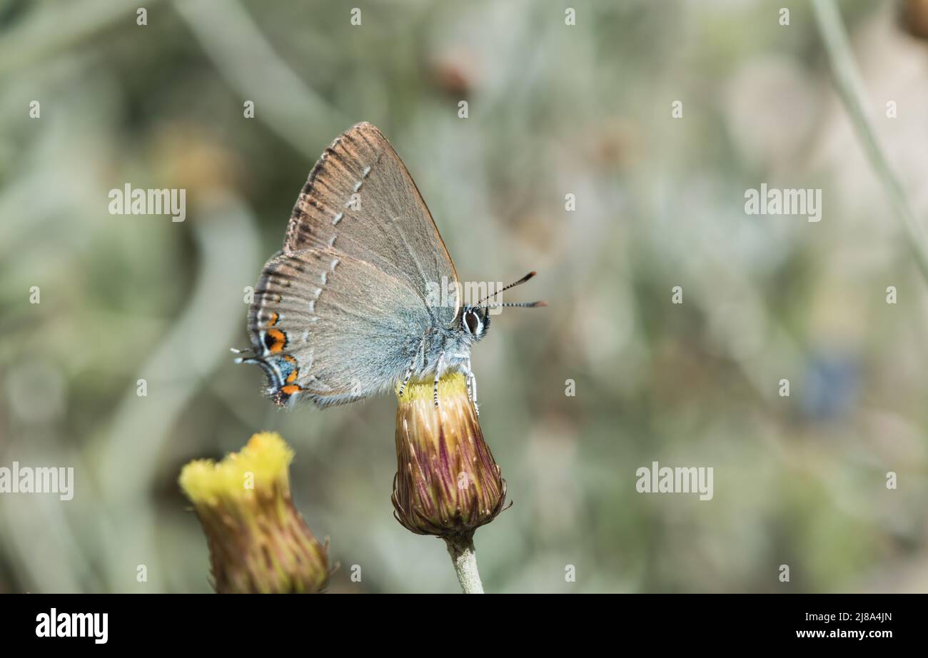 Tache bleue Banque de photographies et d’images à haute résolution - Alamy